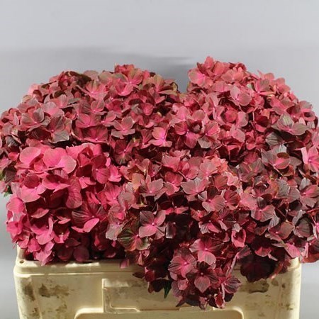 HYDRANGEA MAGICAL CHOCOLATE 50cm | Wholesale Dutch Flowers & Florist ...