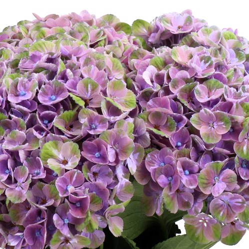 HYDRANGEA MAGICAL CORAL LAVENDER/GREEN 60cm | Wholesale Dutch Flowers ...