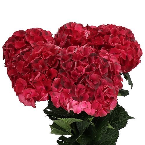HYDRANGEA MAGICAL DARK RUBY 60cm | Wholesale Dutch Flowers & Florist ...