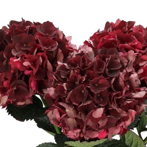 HYDRANGEA MAGICAL DARK RUBY CLASSIC 80cm | Wholesale Dutch Flowers ...