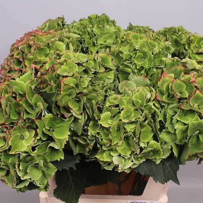 HYDRANGEA MAGICAL EMERALD GREEN CLASSIC 75cm | Wholesale Dutch Flowers ...