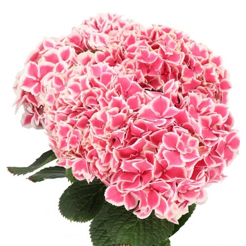 HYDRANGEA MAGICAL LINN 70cm | Wholesale Dutch Flowers & Florist Supplies UK