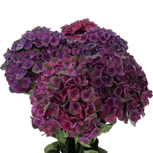 HYDRANGEA MAGICAL MISTRAL PURPLE 60cm | Wholesale Dutch Flowers ...