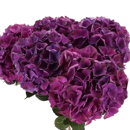 HYDRANGEA MAGICAL PINK RUBY PURPLE 60cm | Wholesale Dutch Flowers ...