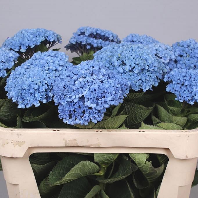 HYDRANGEA MAGICAL REVOLUTION BLUE 80cm | Wholesale Dutch Flowers ...
