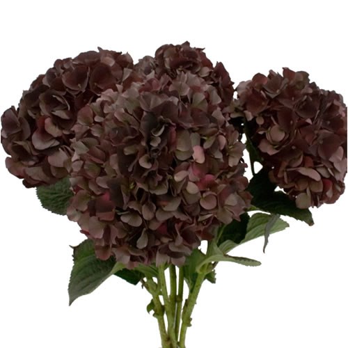 HYDRANGEA MAGICAL RUBY CHOCOLATE CLASSIC 75cm | Wholesale Flowers UK