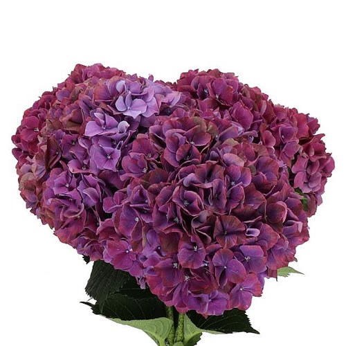 HYDRANGEA MAGICAL RUBY MAGENTA 60cm | Wholesale Dutch Flowers & Florist ...