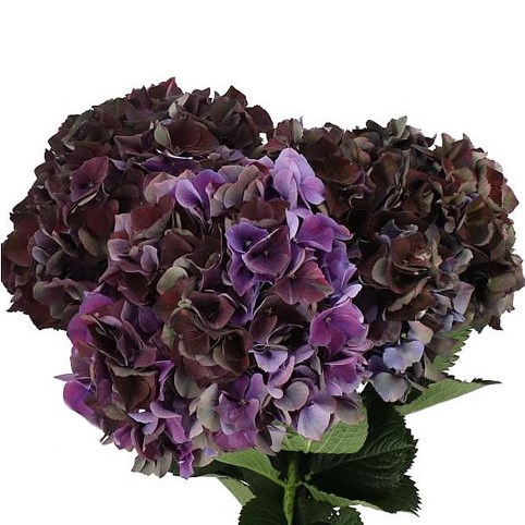 HYDRANGEA MAGICAL RUBY PICASSO CLASSIC 50cm | Wholesale Dutch Flowers ...