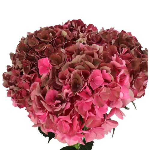 HYDRANGEA MAGICAL RUBY PINK CLASSIC 60cm | Wholesale Dutch Flowers ...