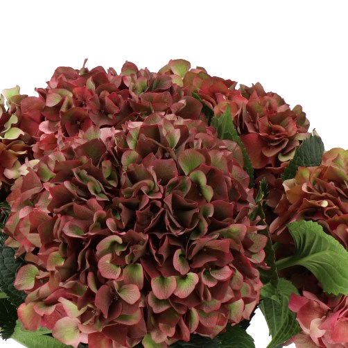 HYDRANGEA MAGICAL RUBY RED CLASSIC 50cm | Wholesale Dutch Flowers UK