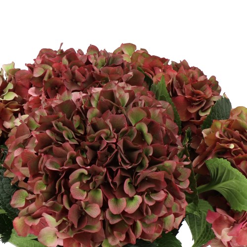 HYDRANGEA MAGICAL RUBY RED CLASSIC 60cm | Wholesale Dutch Flowers UK