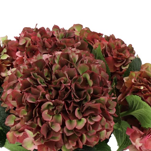 HYDRANGEA MAGICAL RUBY RED CLASSIC 70cm | Wholesale Dutch Flowers UK