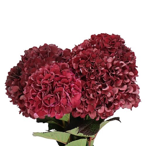 HYDRANGEA MAGICAL RUBY RED CLASSIC 70cm | Wholesale Dutch Flowers ...