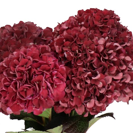 HYDRANGEA MAGICAL RUBY RED CLASSIC 80cm | Wholesale Dutch Flowers ...