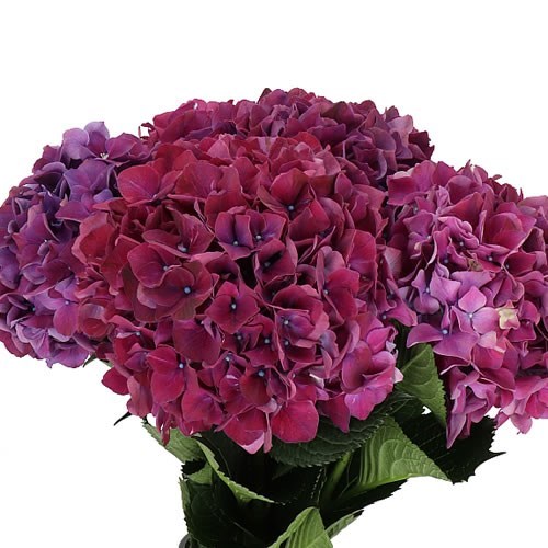 HYDRANGEA MAGICAL RUBY RED-PURPLE 60cm | Wholesale Dutch Flowers ...