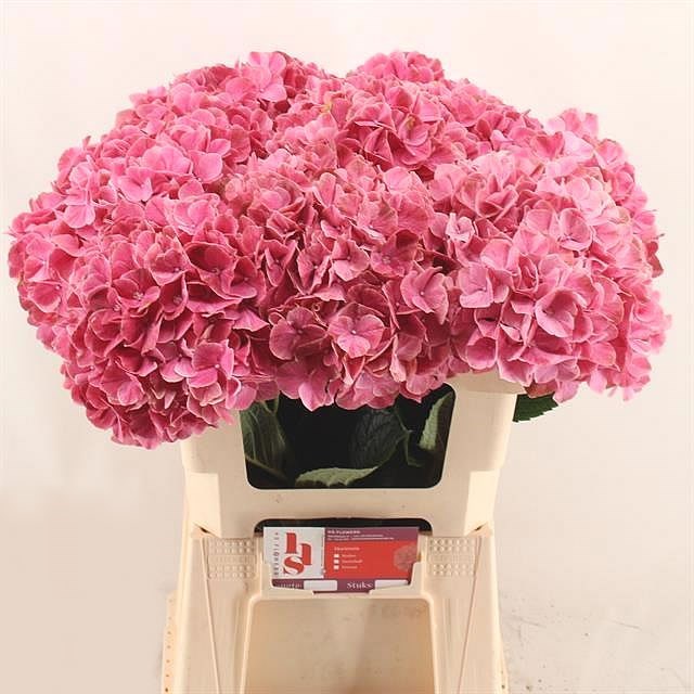 HYDRANGEA MAGICAL SWEET RUBY 50cm | Wholesale Dutch Flowers & Florist ...