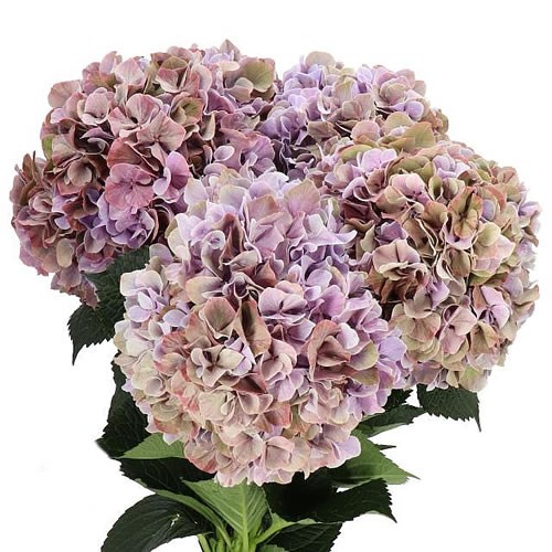 HYDRANGEA MAGICAL SWEET RUBY CLASSIC 40cm | Wholesale Dutch Flowers ...