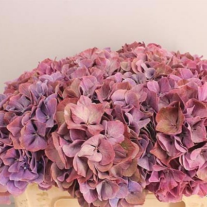 HYDRANGEA MAGICAL SWEET RUBY CLASSIC 60cm | Wholesale Dutch Flowers ...