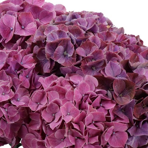 HYDRANGEA MAGICAL SWEET RUBY DARK LAVENDER 60cm | Wholesale Dutch ...