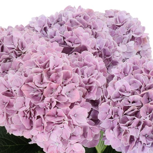 HYDRANGEA MAGICAL SWEET RUBY LAVENDER 60cm | Wholesale Dutch Flowers ...