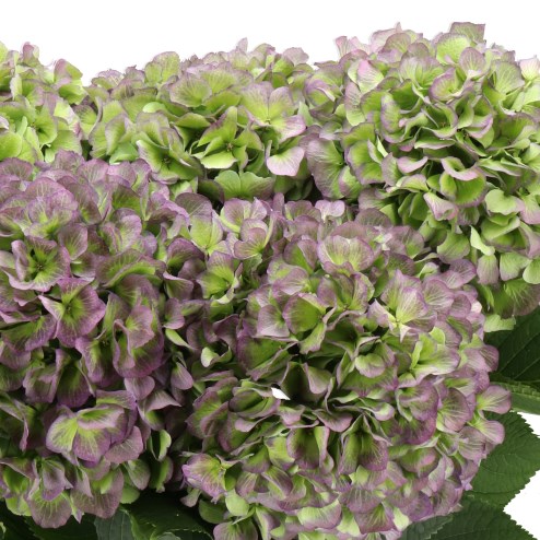 HYDRANGEA MARIAMA GREEN/PURPLE CLASSIC 100cm | Wholesale Dutch Flowers ...