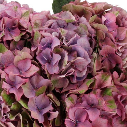 HYDRANGEA MIDNIGHT SKY CLASSIC 60cm | Wholesale Dutch Flowers & Florist ...