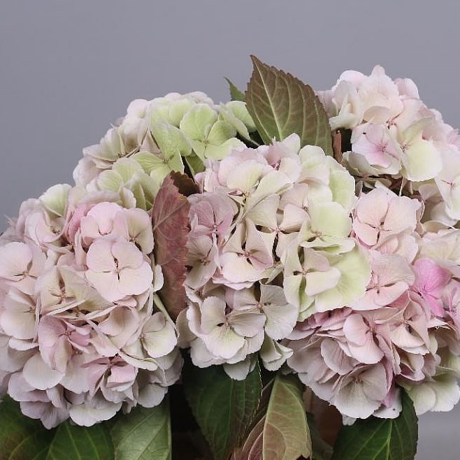 HYDRANGEA MONIKA CLASSIC PINK 60cm | Wholesale Dutch Flowers & Florist ...