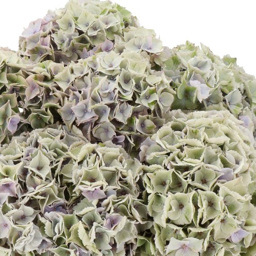 HYDRANGEA MY BEAUTIFUL MINERVA CLASSIC 60cm | Wholesale Dutch Flowers ...