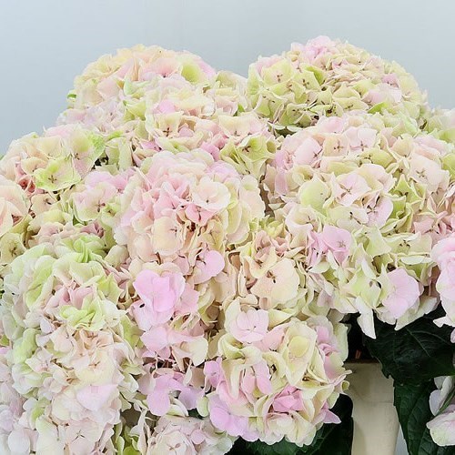 HYDRANGEA MY BEAUTIFUL PINKTOUCH CLASSIC 60cm | Wholesale Dutch Flowers ...