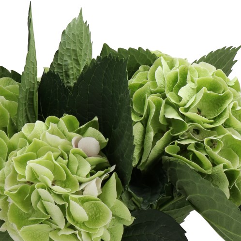 HYDRANGEA MY BEAUTIFUL PINKTOUCH GREEN CLASSIC 60cm | Wholesale Dutch ...