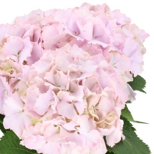 HYDRANGEA MY BEAUTIFUL PRIMAVERA 80cm | Wholesale Dutch Flowers ...