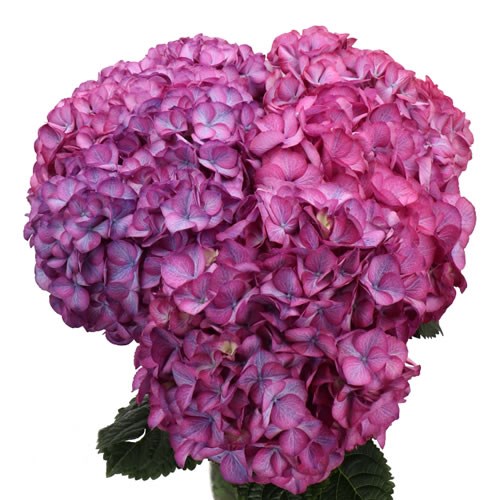 HYDRANGEA MY BEAUTIFUL REDFURY 60cm | Wholesale Dutch Flowers & Florist ...