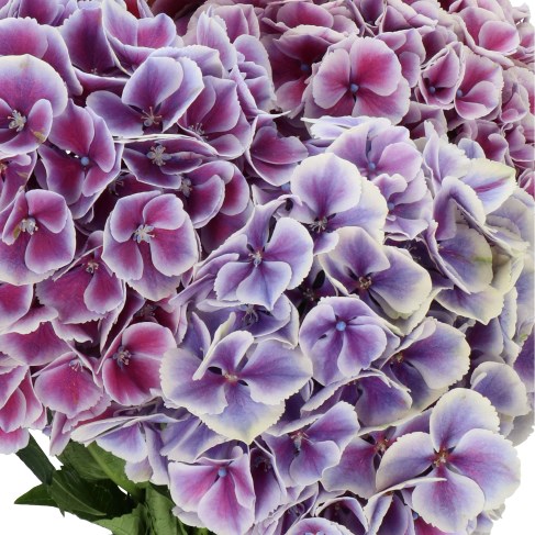 HYDRANGEA MY BEAUTIFUL RIO PURPLE 50cm | Wholesale Dutch Flowers ...