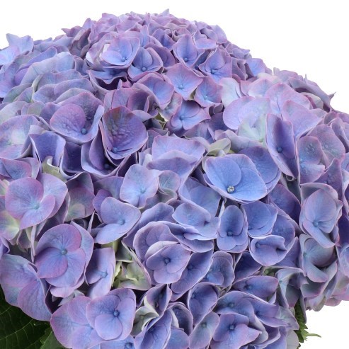 HYDRANGEA MY BEAUTIFUL RIVIERA 50cm | Wholesale Dutch Flowers & Florist ...