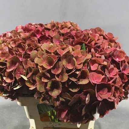 HYDRANGEA MY BEAUTIFUL TERRACOTTA 50cm | Wholesale Dutch Flowers ...