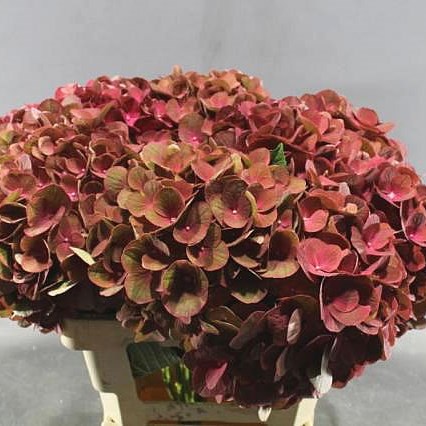 HYDRANGEA MY BEAUTIFUL TERRACOTTA 60cm | Wholesale Dutch Flowers ...