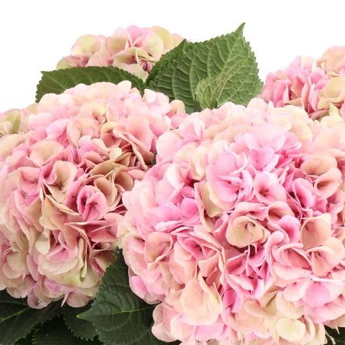 HYDRANGEA MY BEAUTIFUL VIENNA CHAMPAGNE CLASSIC 60cm | Wholesale Flowers