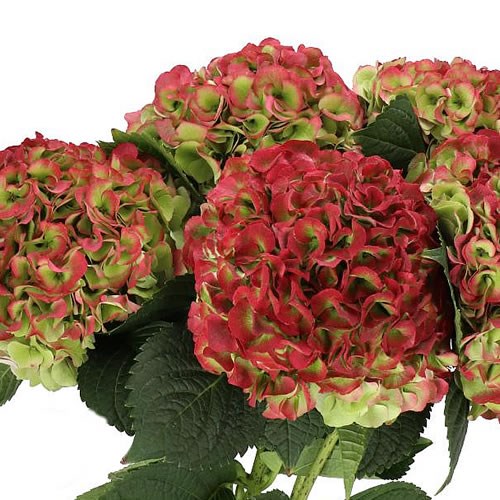 HYDRANGEA MY BEAUTIFUL VIENNA VUURBAAK CLASSIC 80cm | Wholesale Flowers