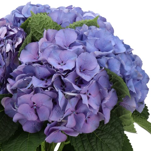 HYDRANGEA MY DELFTBLUE 60cm | Wholesale Dutch Flowers & Florist Supplies UK