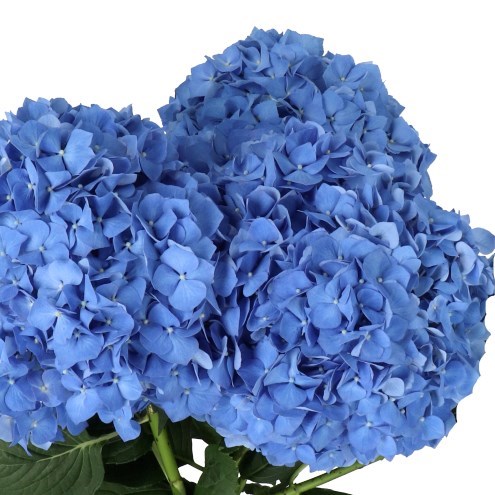 HYDRANGEA PIMPERNEL 80cm | Wholesale Dutch Flowers & Florist Supplies UK