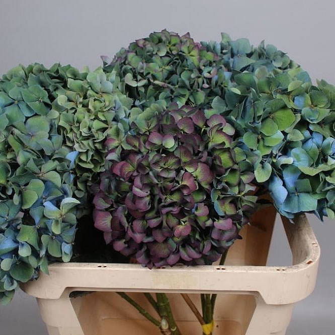 HYDRANGEA PIMPERNEL CLASSIC 60cm | Wholesale Dutch Flowers & Florist ...