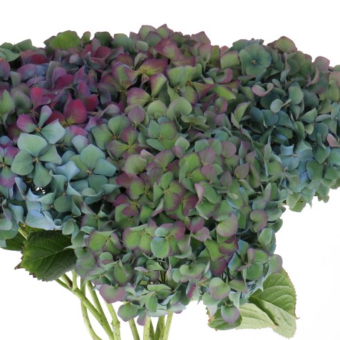 HYDRANGEA PIMPERNEL CLASSIC 80cm | Wholesale Dutch Flowers & Florist ...