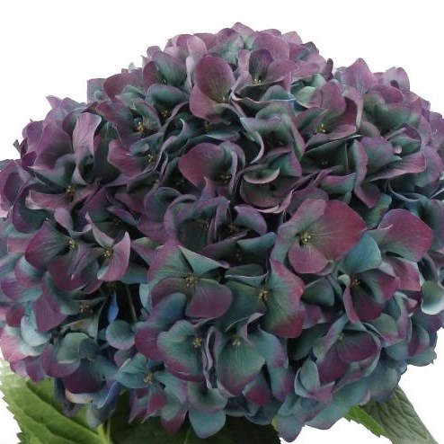 HYDRANGEA PIMPERNEL CLASSIC AUBERGINE 100cm | Wholesale Dutch Flowers ...