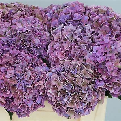HYDRANGEA RODEO CLASSIC LAVENDER 50cm | Wholesale Dutch Flowers ...