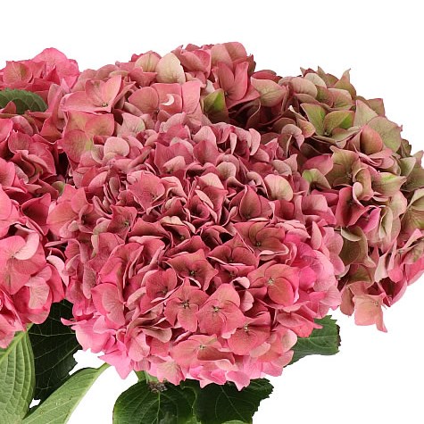 HYDRANGEA RODEO CLASSIC PINK 50cm | Wholesale Dutch Flowers & Florist ...
