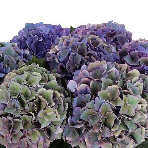 HYDRANGEA RODEO CLASSIC PURPLE 60cm | Wholesale Dutch Flowers UK