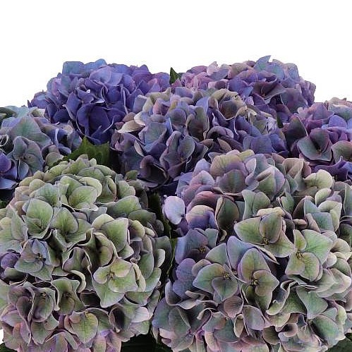 HYDRANGEA RODEO CLASSIC PURPLE 60cm | Wholesale Dutch Flowers & Florist ...