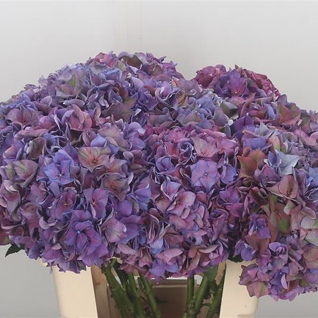 HYDRANGEA RODEO CLASSIC PURPLE 80cm | Wholesale Dutch Flowers & Florist ...