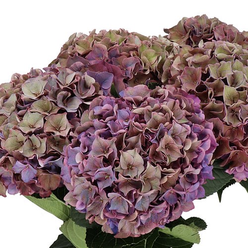 HYDRANGEA RODEO COPPER/LAVENDER CLASSIC 60cm | Wholesale Dutch Flowers ...