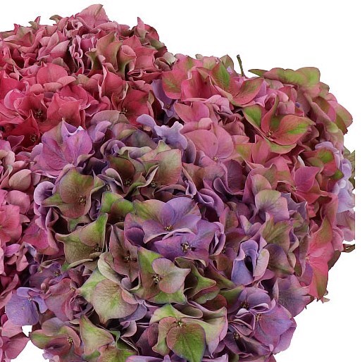 HYDRANGEA RODEO FUCHSIA CLASSIC 60cm | Wholesale Dutch Flowers ...